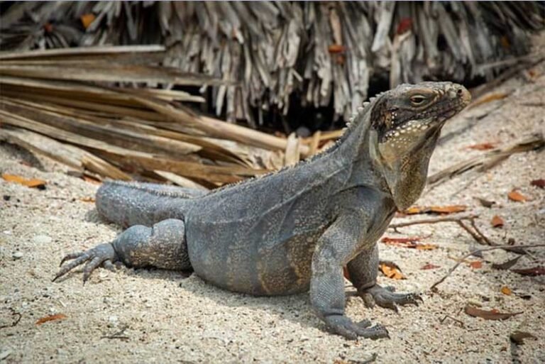 Entitás jelentése | Mit jelent